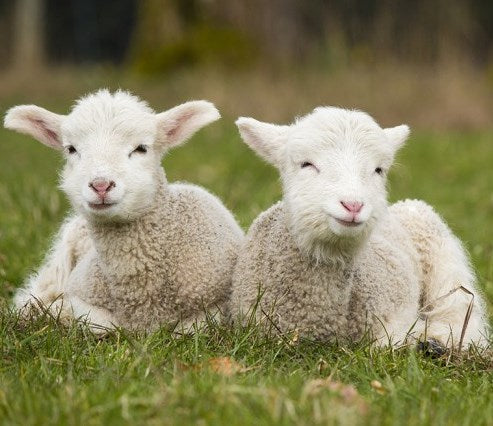 Fun Songs for Sheep Peeps | Frankenmuth Woolen Mill